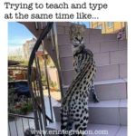 Technology Memes for Teachers - Erintegration